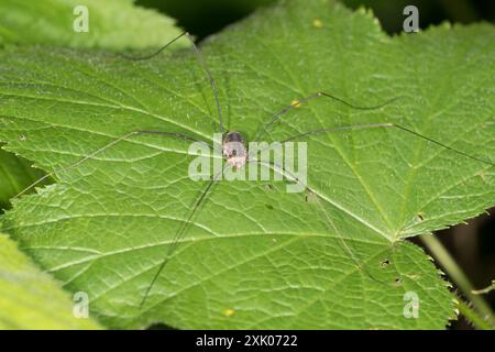 Northwest Cave Harvestman (Nelima paessleri) Arachnida Stock Photo - Alamy