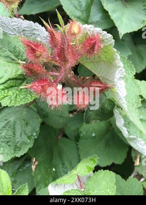 wineberry (Rubus phoenicolasius) Plantae Stock Photo - Alamy