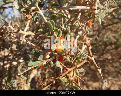 salt tree (Nitraria retusa) Plantae Stock Photo - Alamy