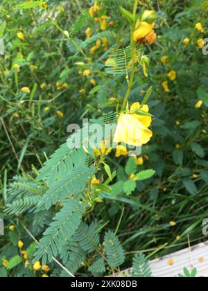 sensitive and partridge peas (Chamaecrista) Plantae Stock Photo - Alamy