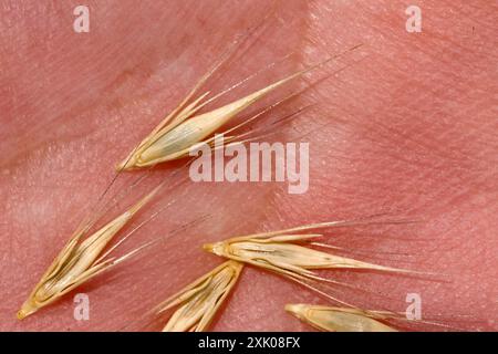 dwarf barley (Hordeum depressum) Plantae Stock Photo - Alamy