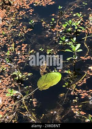 Graphic Flutterer (Rhyothemis graphiptera) Insecta Stock Photo - Alamy