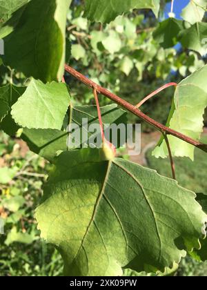 Poplar Leaf-stem Gall Aphids (Pemphigus) Insecta Stock Photo - Alamy