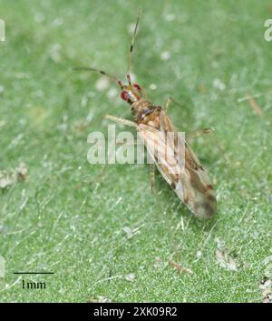 (Dicyphus paddocki) Insecta Stock Photo - Alamy