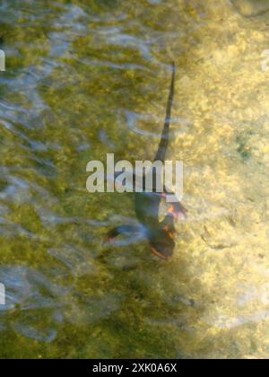 Red-bellied Newt (Taricha rivularis) Amphibia Stock Photo - Alamy