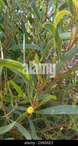 western coastal wattle (Acacia cyclops) Plantae Stock Photo - Alamy