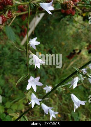 Rampion (Campanula rapunculus) Plantae Stock Photo - Alamy