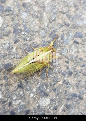 Variable Cicada (Kikihia muta) Insecta Stock Photo - Alamy