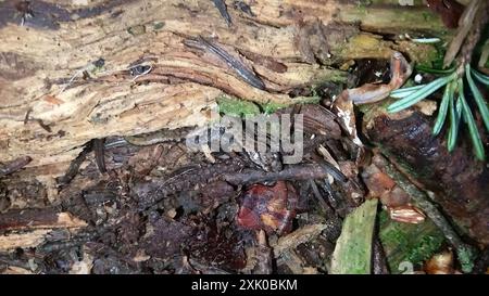 Pygmy Salamander (Desmognathus wrighti) Amphibia Stock Photo - Alamy