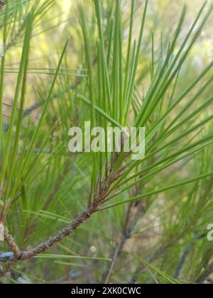 Aleppo pine (Pinus halepensis) Plantae Stock Photo - Alamy