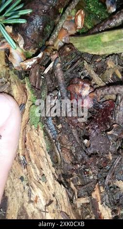 Pygmy Salamander (Desmognathus wrighti) Amphibia Stock Photo - Alamy