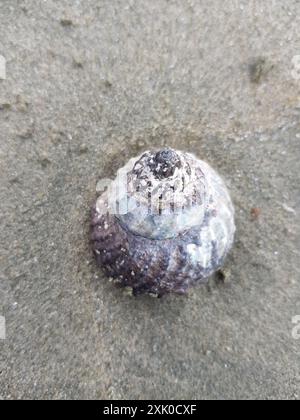 Cook's Turban (Cookia sulcata) Mollusca Stock Photo - Alamy