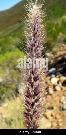 Fountain Grass (Cenchrus setaceus) Plantae Stock Photo - Alamy