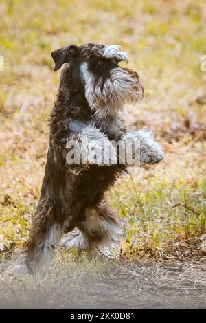 puppy schnauzer standing in white studio Stock Photo - Alamy