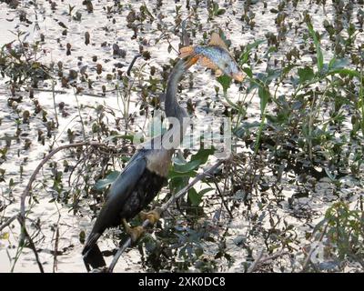Black Crappie (Pomoxis nigromaculatus) Actinopterygii Stock Photo - Alamy