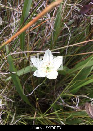 fen grass of Parnassus (Parnassia glauca) Plantae Stock Photo - Alamy