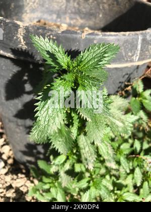Dwarf Nettle (Urtica urens) Plantae Stock Photo - Alamy