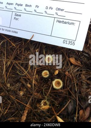 woolly bird's nest fungus (Nidula niveotomentosa) Fungi Stock Photo - Alamy