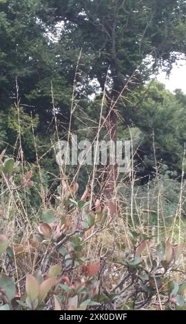 panic veldtgrass (Ehrharta erecta) Plantae Stock Photo - Alamy