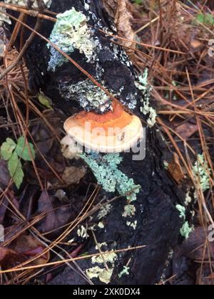 Red-banded Conks (Fomitopsis pinicola) Fungi Stock Photo - Alamy