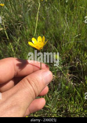 California buttercup (Ranunculus californicus) Plantae Stock Photo - Alamy