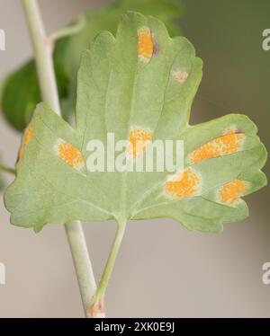 white pine blister rust (Cronartium ribicola) Fungi Stock Photo - Alamy