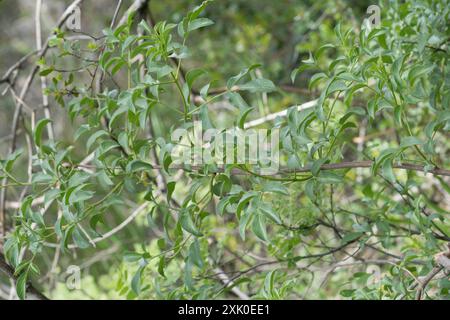blue elder (Sambucus cerulea) Plantae Stock Photo - Alamy