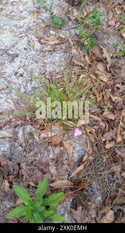 Grassleaf Roseling (Callisia graminea) Plantae Stock Photo - Alamy