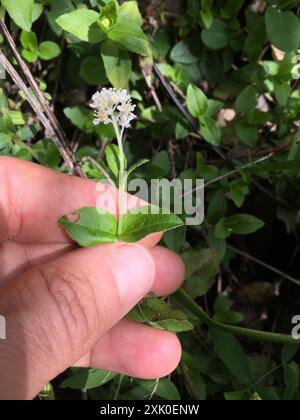 modesty (Whipplea modesta) Plantae Stock Photo - Alamy