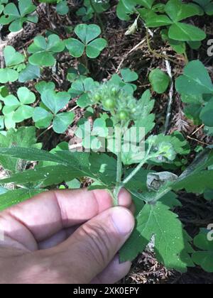 western waterleaf (Hydrophyllum occidentale) Plantae Stock Photo - Alamy
