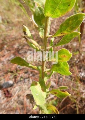 Dixie aster (Sericocarpus tortifolius) Plantae Stock Photo - Alamy