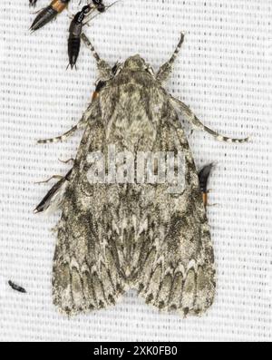 Dagger Moths (Acronicta) Insecta Stock Photo - Alamy