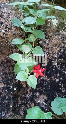 Round-leaf Catchfly (Silene rotundifolia) Plantae Stock Photo - Alamy
