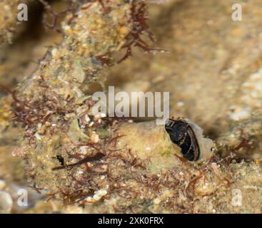 Worm Snails (Vermetidae) Mollusca Stock Photo - Alamy