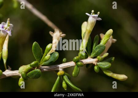 California boxthorn (Lycium californicum) Plantae Stock Photo - Alamy