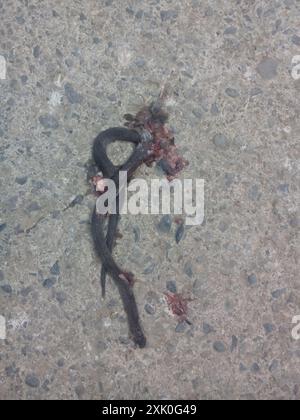 Ground Snakes (Atractus) Reptilia Stock Photo - Alamy