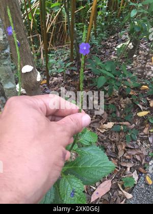 Porterweed (Stachytarpheta) Plantae Stock Photo - Alamy