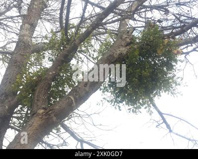 American Mistletoe (Phoradendron leucarpum) Plantae Stock Photo - Alamy
