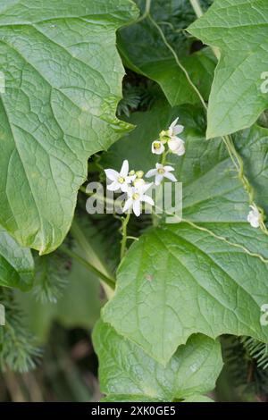 coastal manroot (Marah oregana) Plantae Stock Photo - Alamy