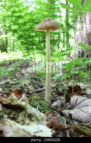 Straight-stalked Entoloma (Entoloma strictius) Fungi Stock Photo - Alamy