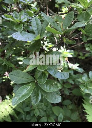 swamp azalea (Rhododendron viscosum) Plantae Stock Photo - Alamy