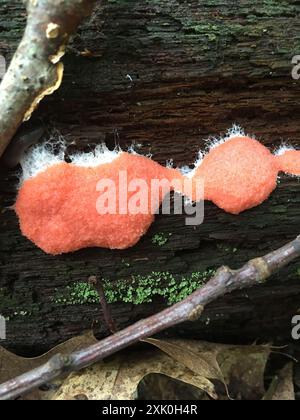 Red Raspberry Slime Mold (Tubifera ferruginosa) Protozoa Stock Photo ...