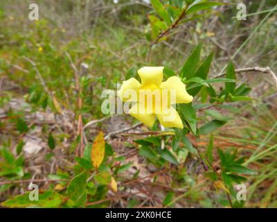 yellow jessamine (Gelsemium sempervirens) Plantae Stock Photo - Alamy