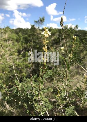 Texas Kidneywood (Eysenhardtia texana) Plantae Stock Photo - Alamy