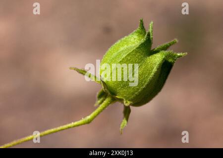 dwarf abutilon (Abutilon parvulum) Plantae Stock Photo - Alamy