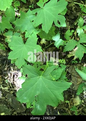 Broad-leaf Waterleaf (Hydrophyllum canadense) Plantae Stock Photo - Alamy
