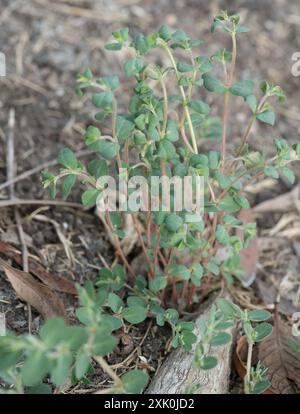 prostrate sandmat (Euphorbia prostrata) Plantae Stock Photo - Alamy