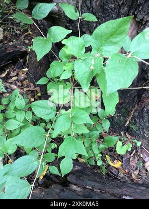 Amur honeysuckle (Lonicera maackii) Plantae Stock Photo - Alamy