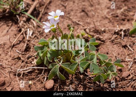 blue woodsorrel (Oxalis caerulea) Plantae Stock Photo - Alamy