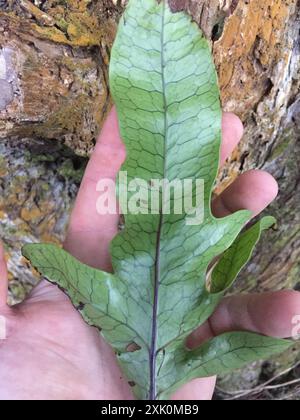 Kangaroo Fern (Microsorum pustulatum pustulatum) Plantae Stock Photo ...
